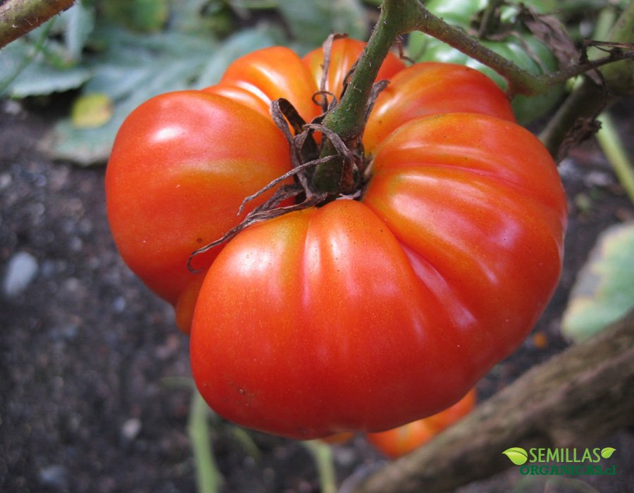 tomate-limachino-detalle - Semillas Libres de químicos, orgánicas ...