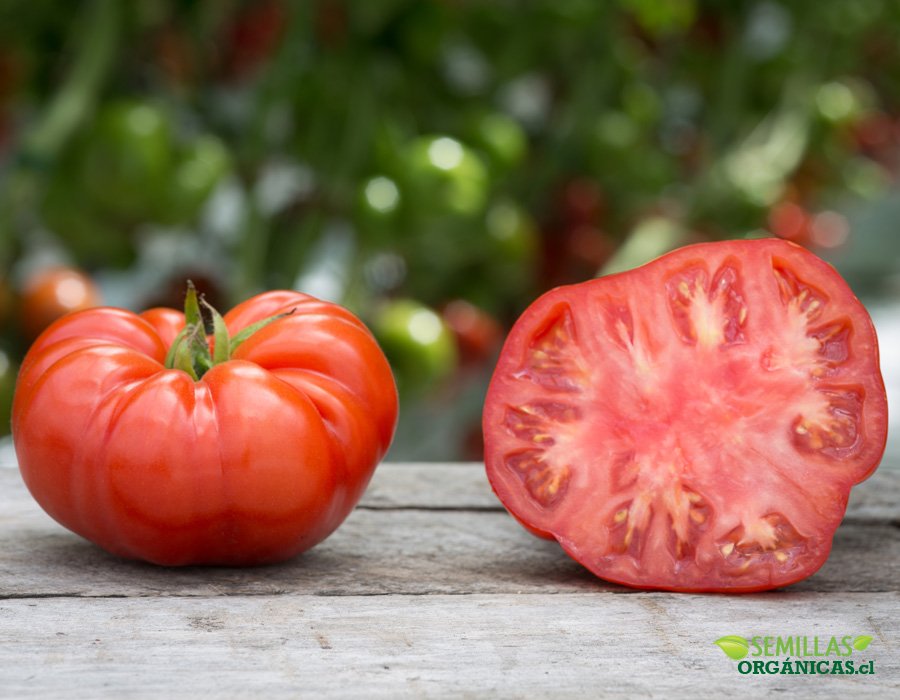 tomate-limachino - Semillas Libres de químicos, orgánicas certificadas ...